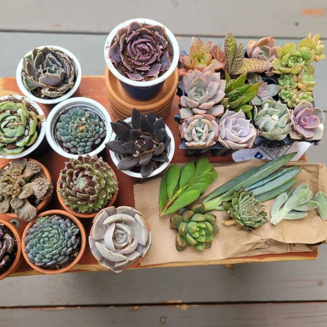 Quality Plants | Dutch Touch Growers | United States