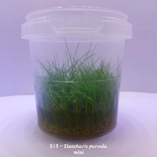 Eleocharis Parvula Mini | Oquanus