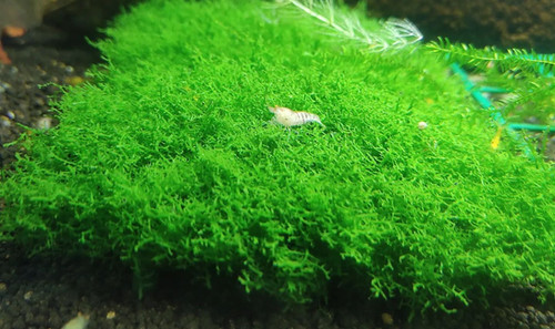 Mini Pellia Moss 50cc | Oquanus