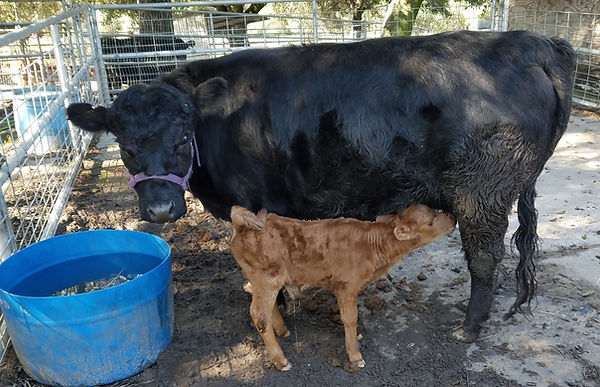 Dexter Cattle | Dexter Cows | Acorn Acres | California
