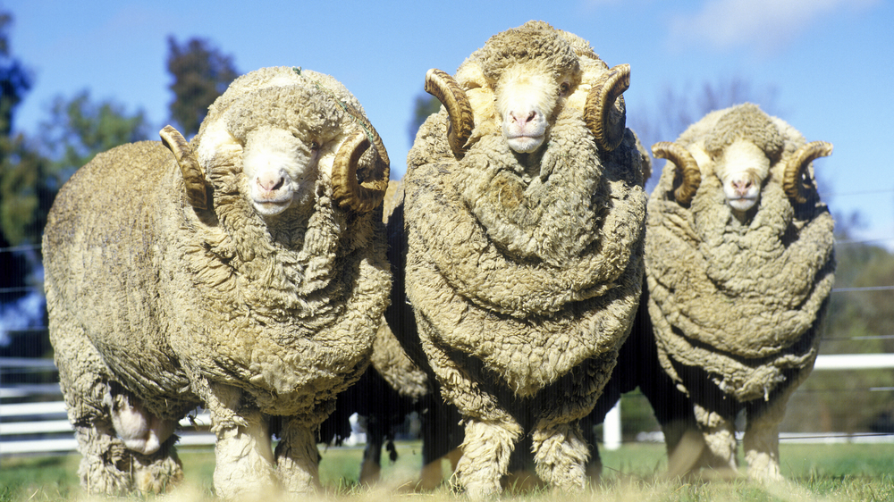 What are RAMS (Risk Assessment Method Statements) and how do they help?