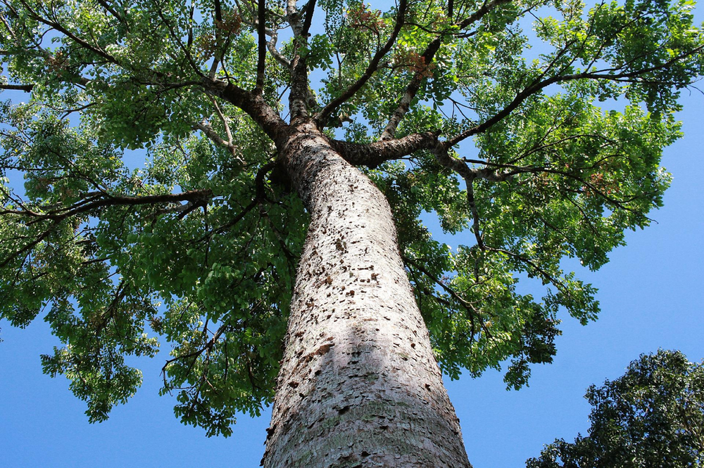 Perguntas & Respostas | MOGNO AFRICANO | Tire suas dúvidas aqui!