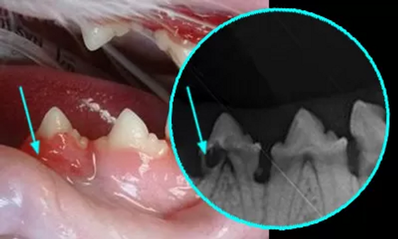 Dentistry | Felines First