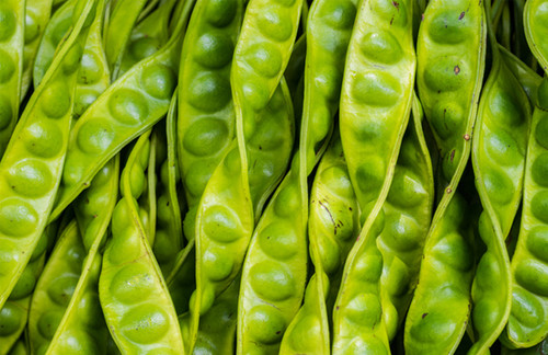 Peteh Bean/ Pakla (Sator) | Siam Fresh Market
