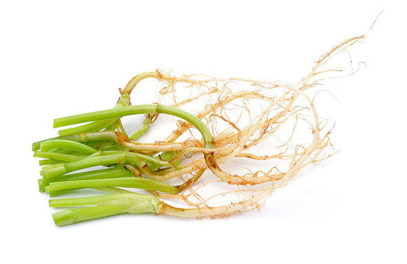 Coriander Root | Siam Fresh Market