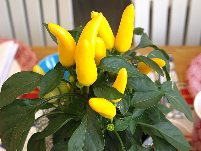 Meksikolaista | marttaherrat