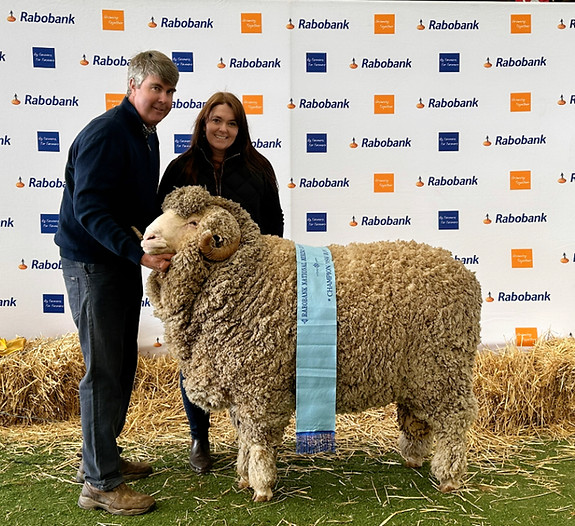 In the Show Ring | My Site