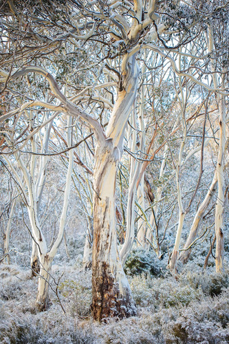 Snow Gum | Georgina Steytler