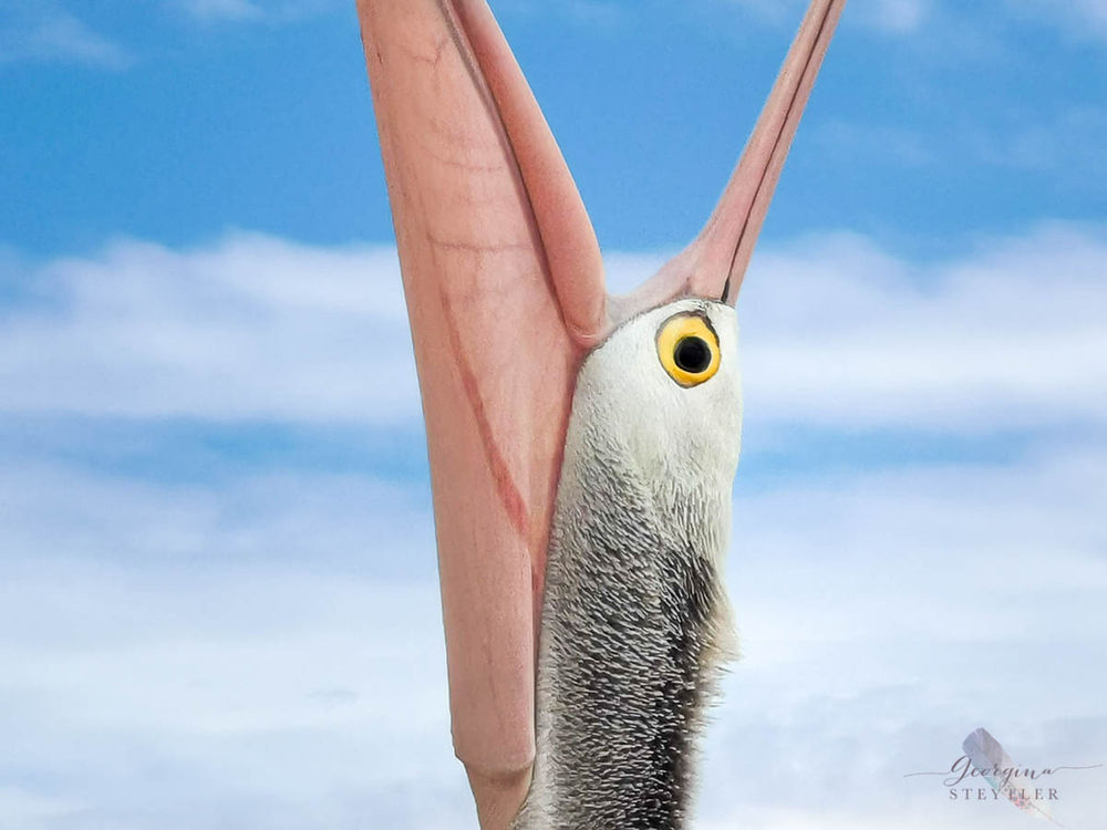 Five Steps to taking Good Bird Photos with a Mobile Phone