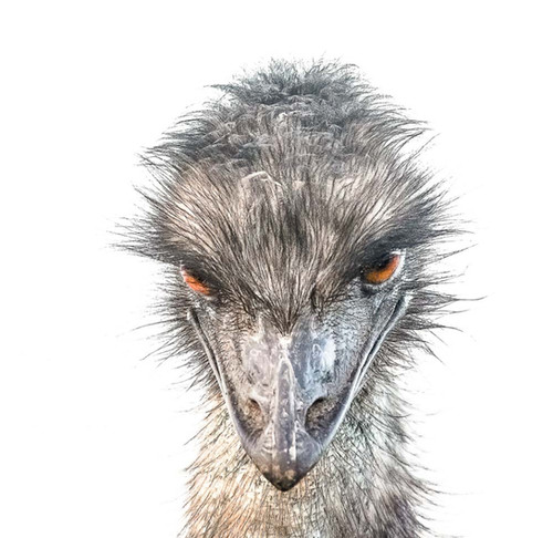 Emu Looking Down | Georgina Steytler