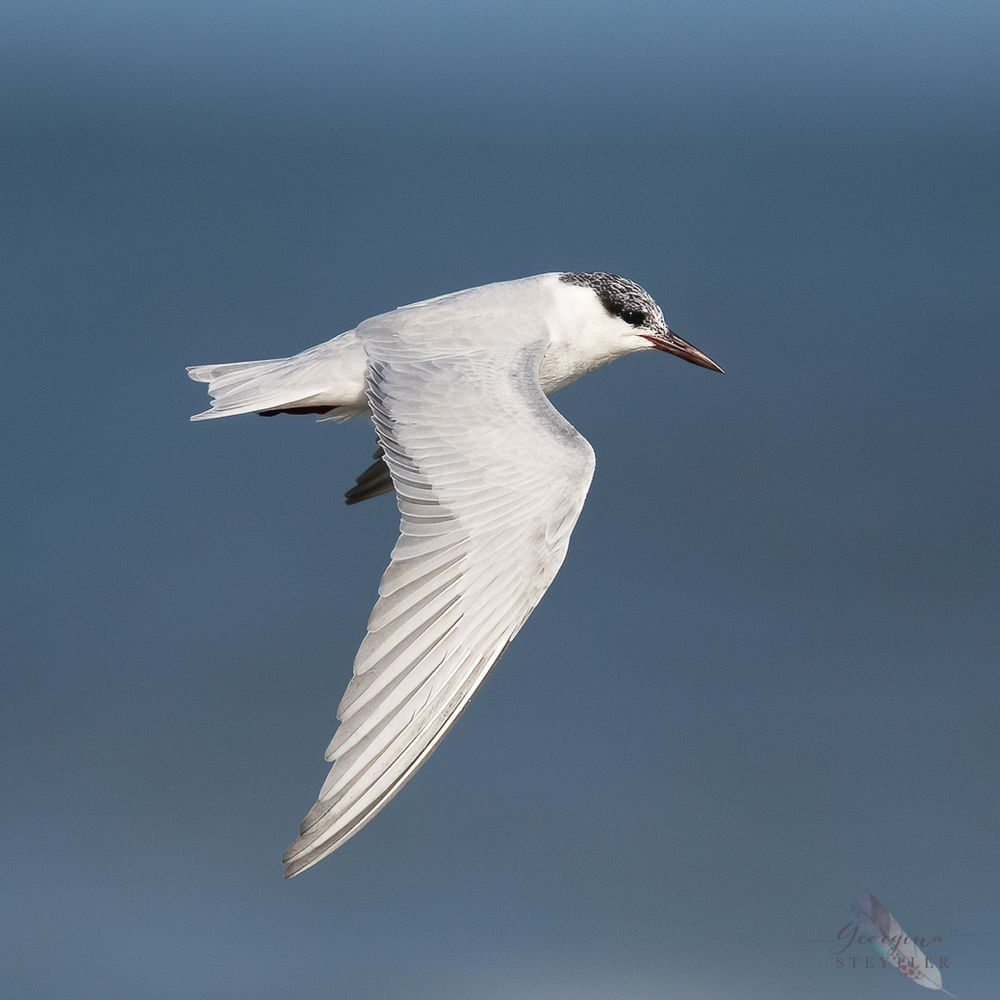 Eyre Bird Observatory