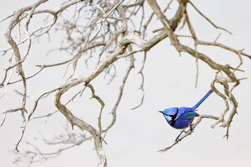 Splendid Fairy-Wren 001 | Georgina Steytler