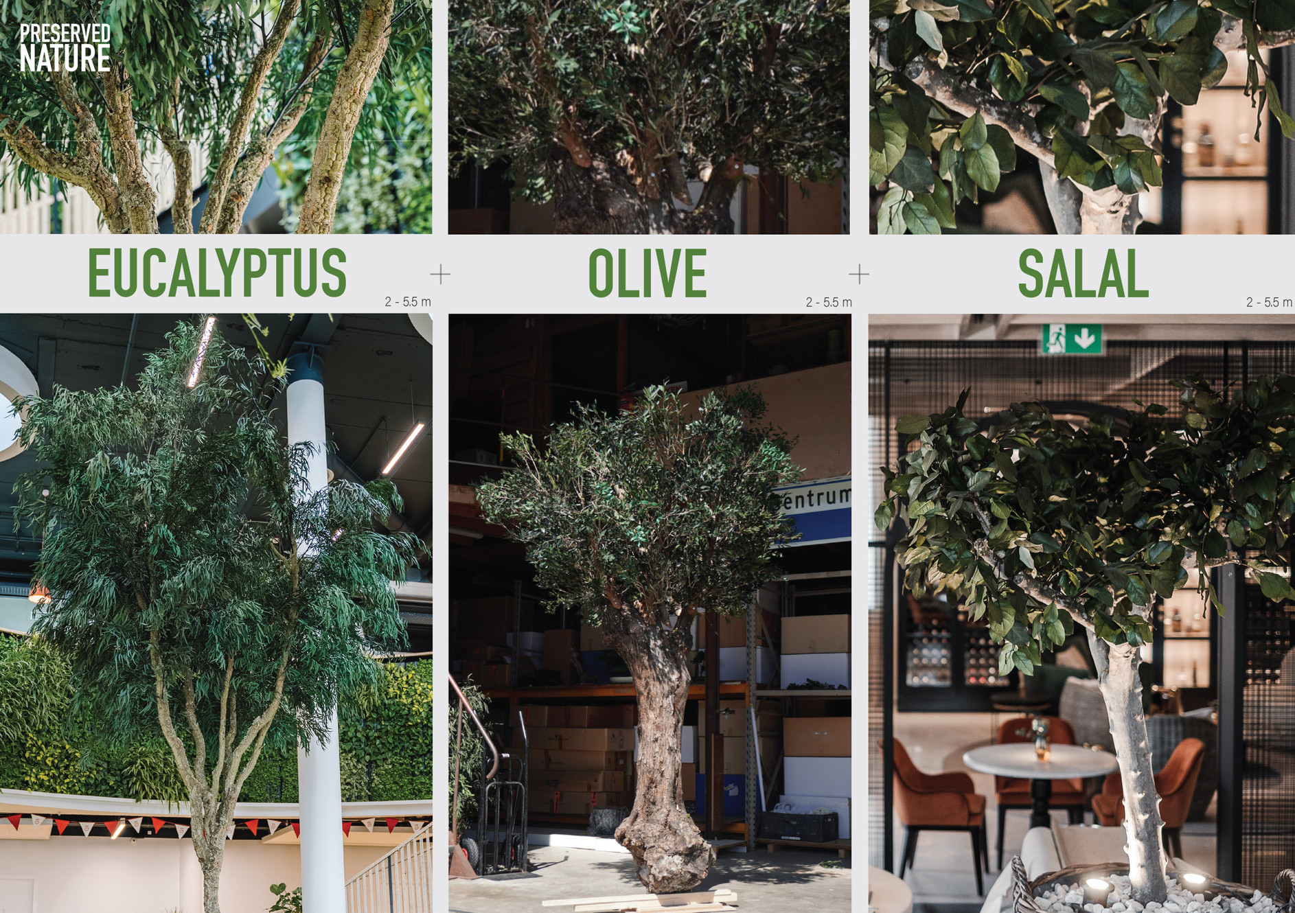 Preserved Nature | Preserved Plants and Trees