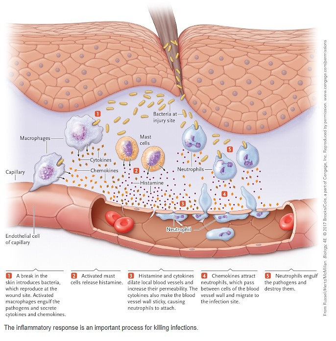Understanding Inflammation and Foods to Combat It: A Path to Better Health