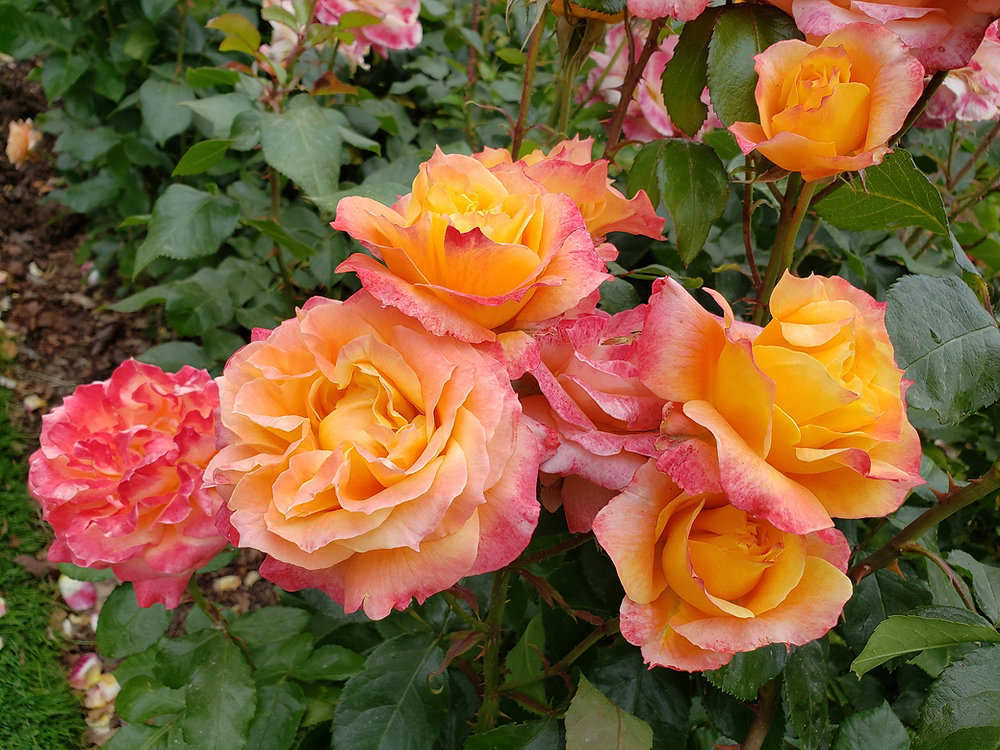 Buying & Planting Roses