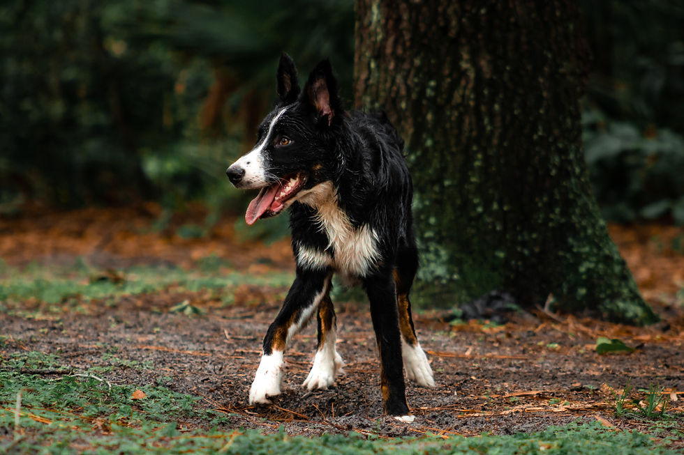 Dog Training | Red Fox Dog Training | Davenport