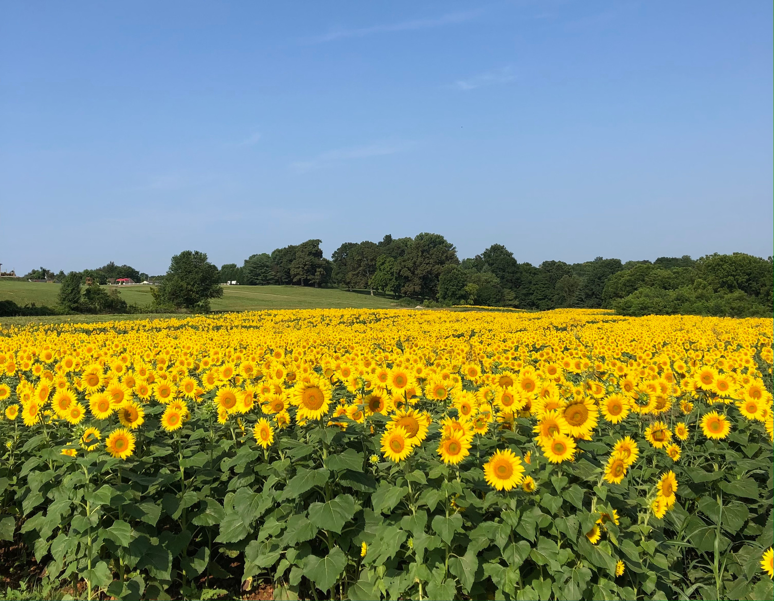 10 Things You Need to Know About the Sunflower Festival