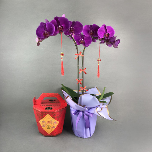 Mandarin Phalaenopsis Orchids Gift Set | Luxe Florist | CNY Orchid