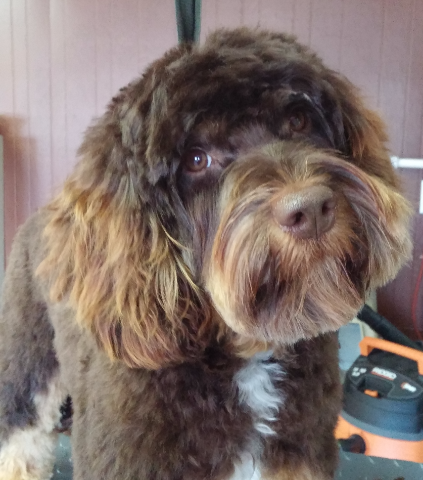 Dog Groomer | Thiensville | Two Tails Grooming Salon