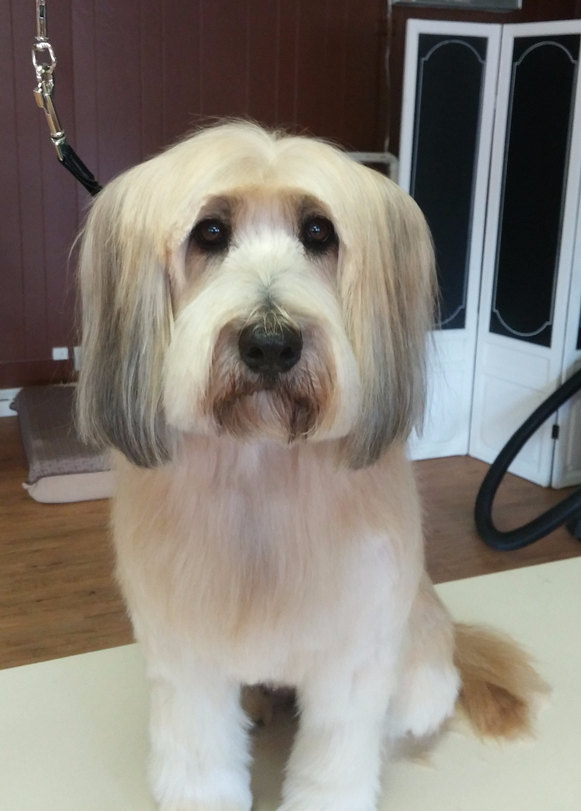 Dog Groomer | Thiensville | Two Tails Grooming Salon