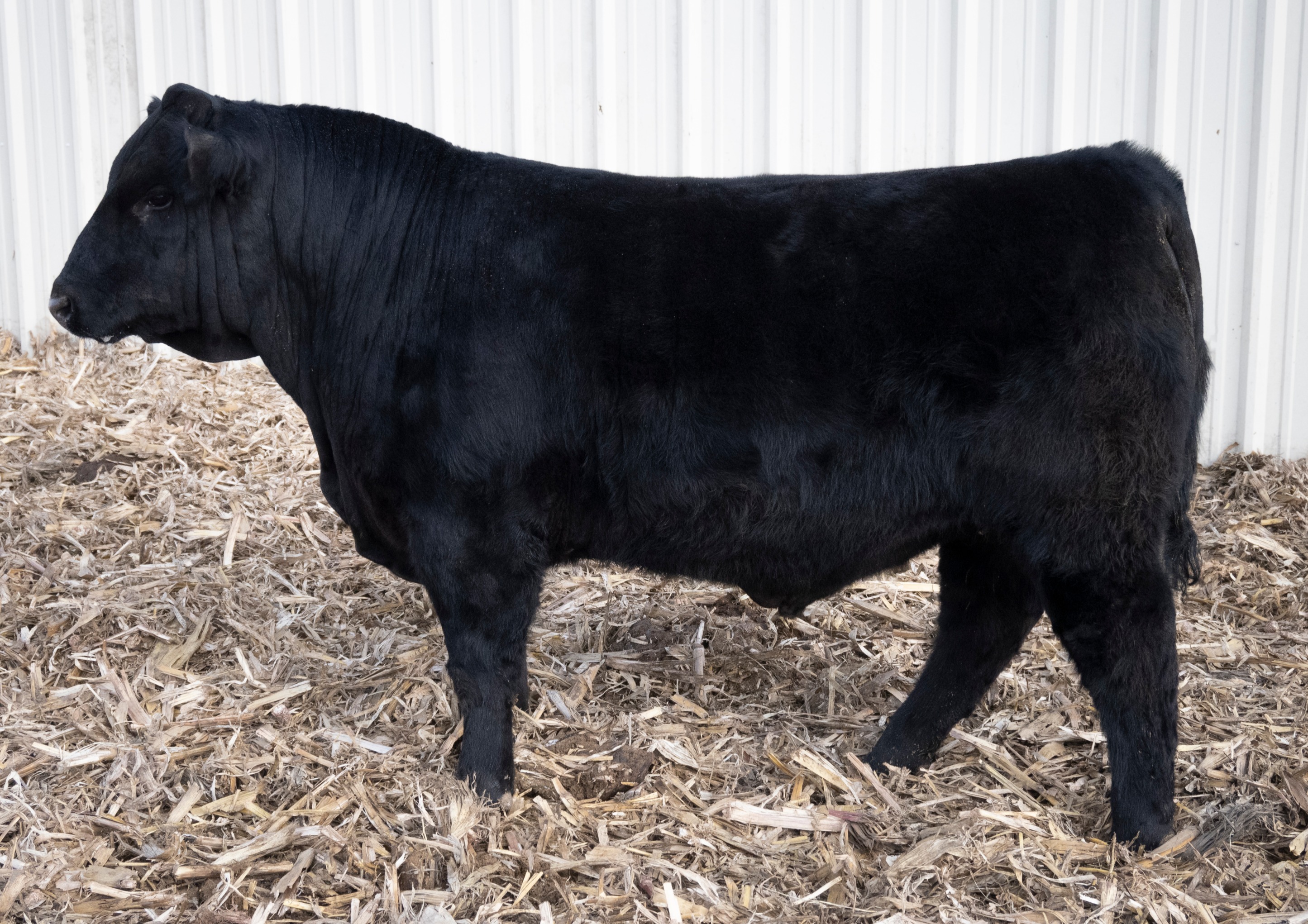 Boyer Family Farms | Limousin, Lim-Flex Cattle | Weldon, Iowa