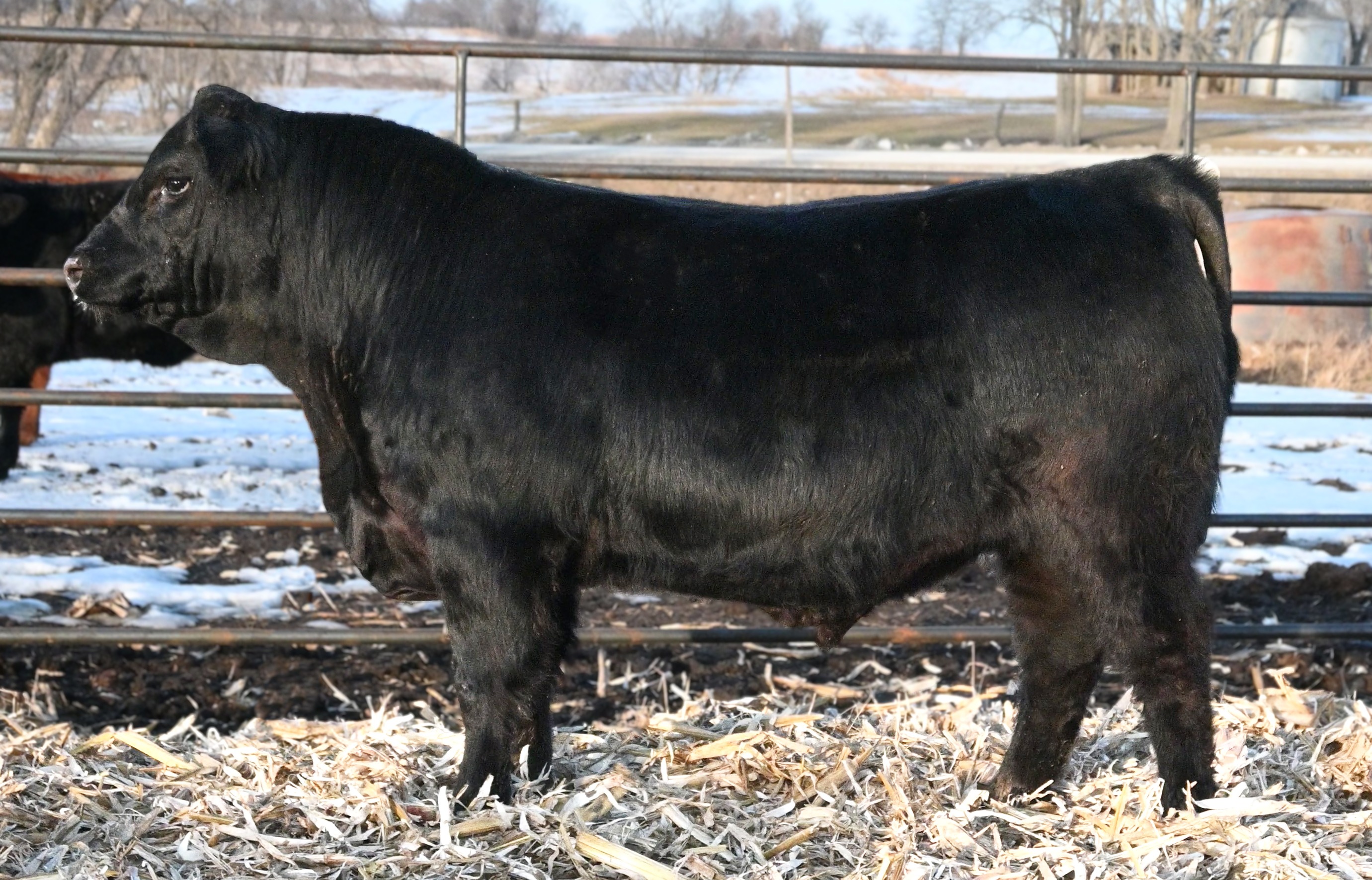 Boyer Family Farms | Limousin, Lim-Flex Cattle | Weldon, Iowa