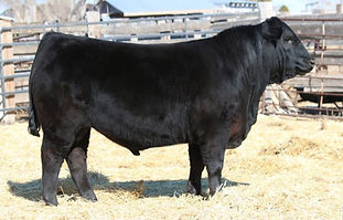 Boyer Family Farms | Limousin, Lim-Flex Cattle | Weldon, Iowa