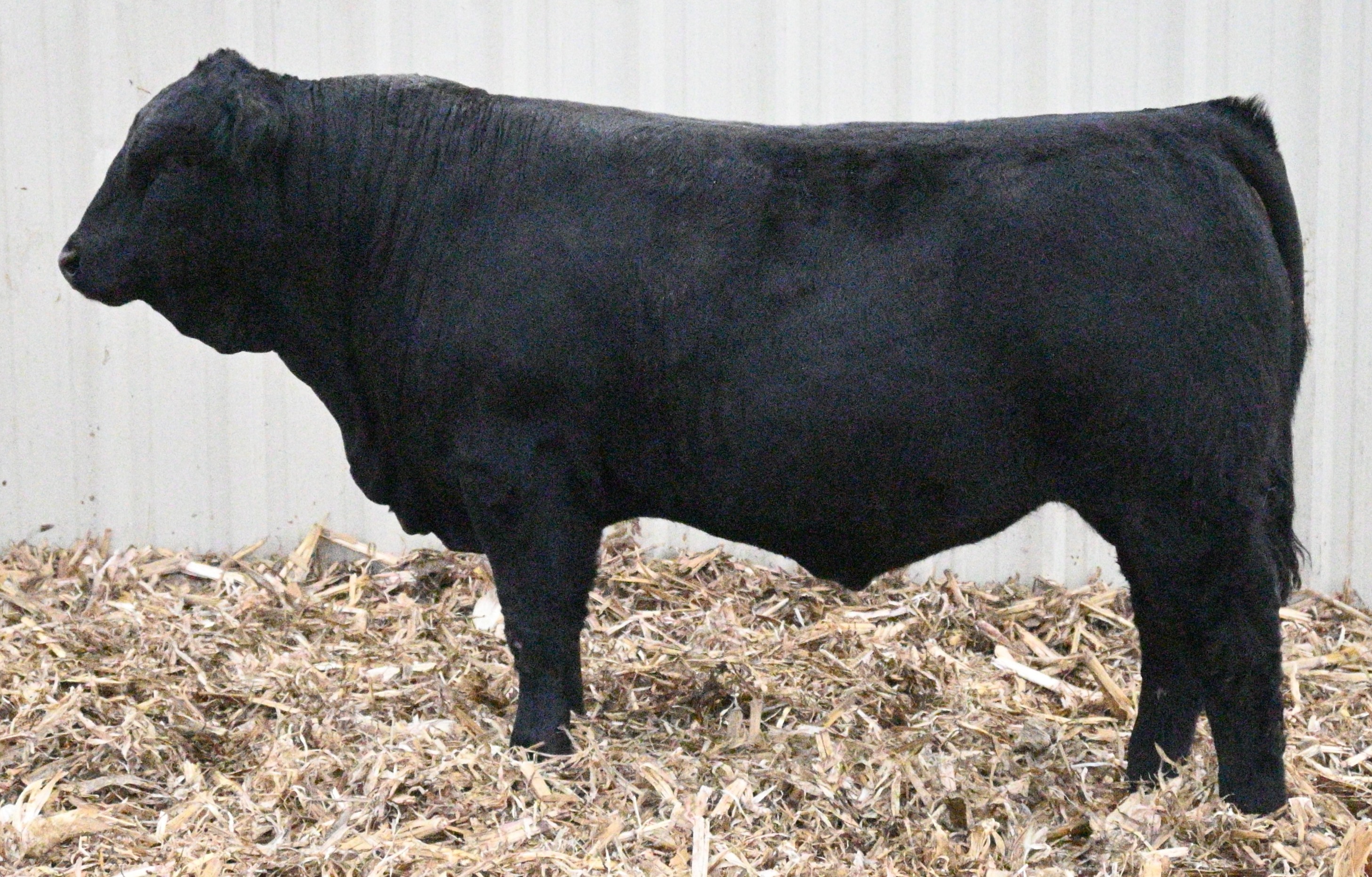 Boyer Family Farms | Limousin, Lim-Flex Cattle | Weldon, Iowa
