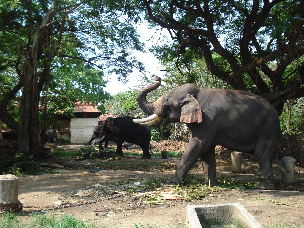 Punnathur Kotta Elephant Sanctuary | Asian Trails India