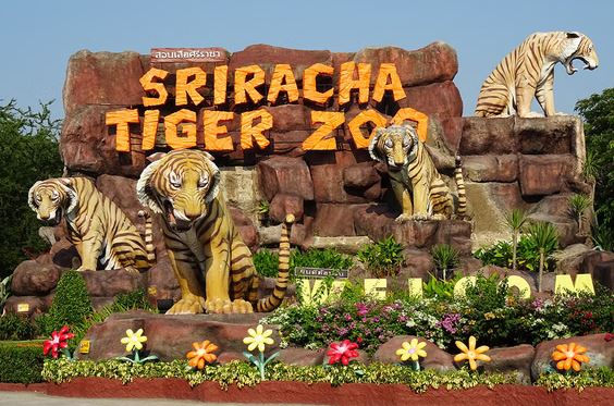 Sriracha Tiger Zoo Thailand | D Asia Travels