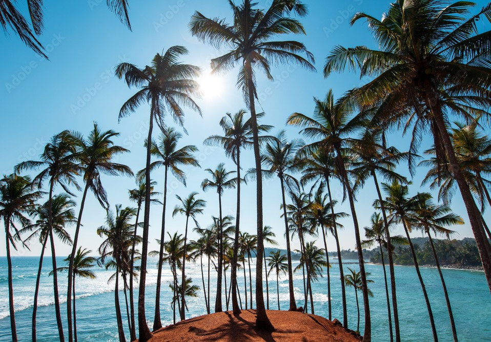 Coconut Tree Hill Mirissa Beach Sri Lanka | D Asia Travels