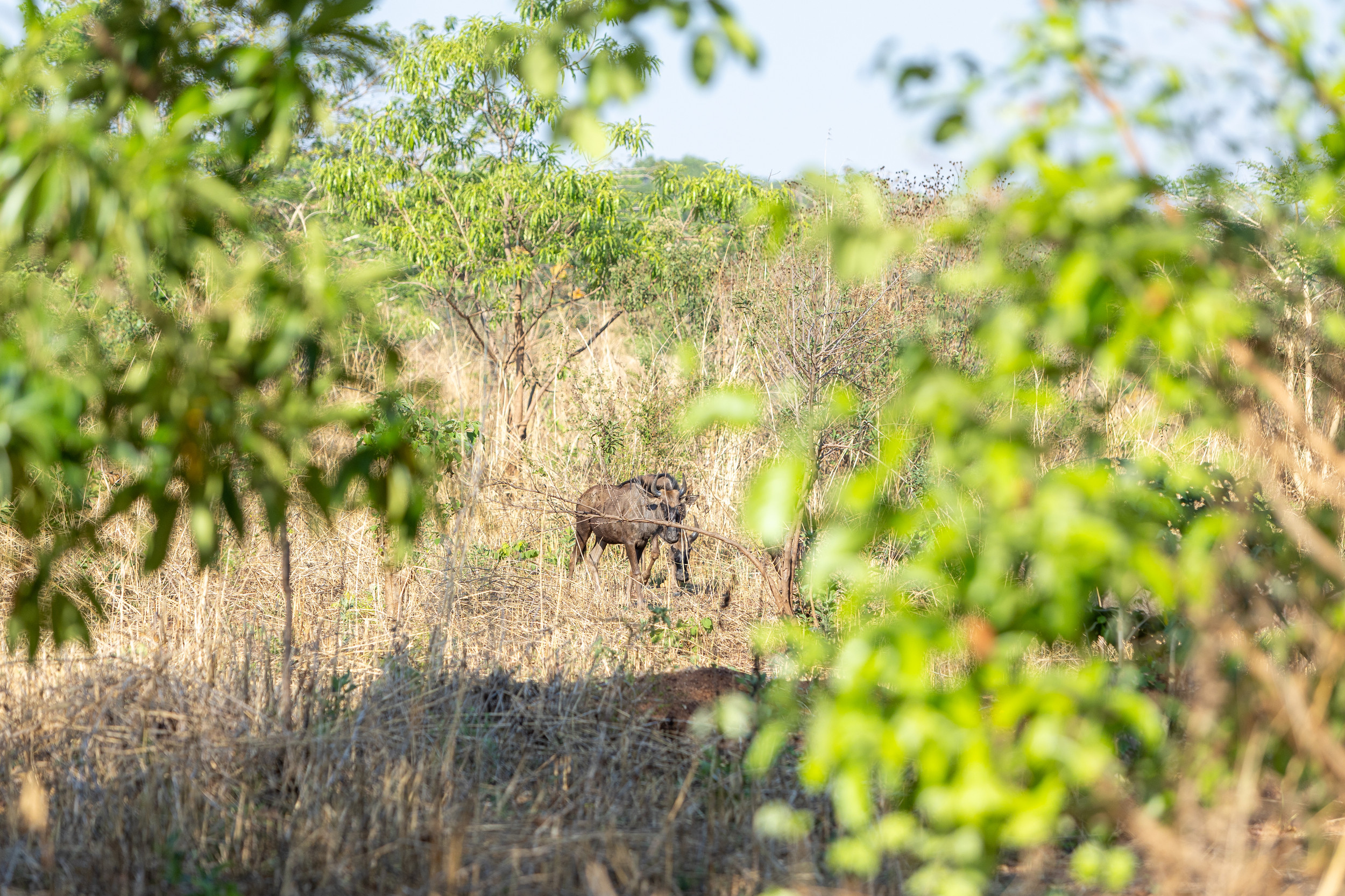 Flora & Fauna | Kumbali