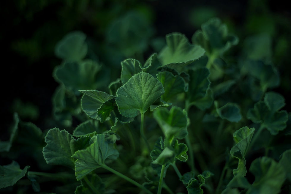 PELAFORCE™ Pelargonium sidoides extract | AFRACEUTICALS