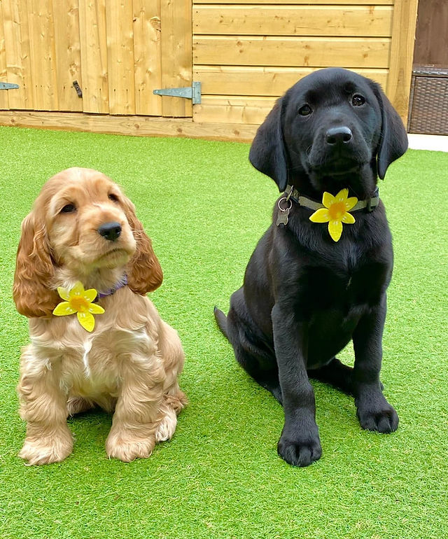 lab x cocker spaniel
