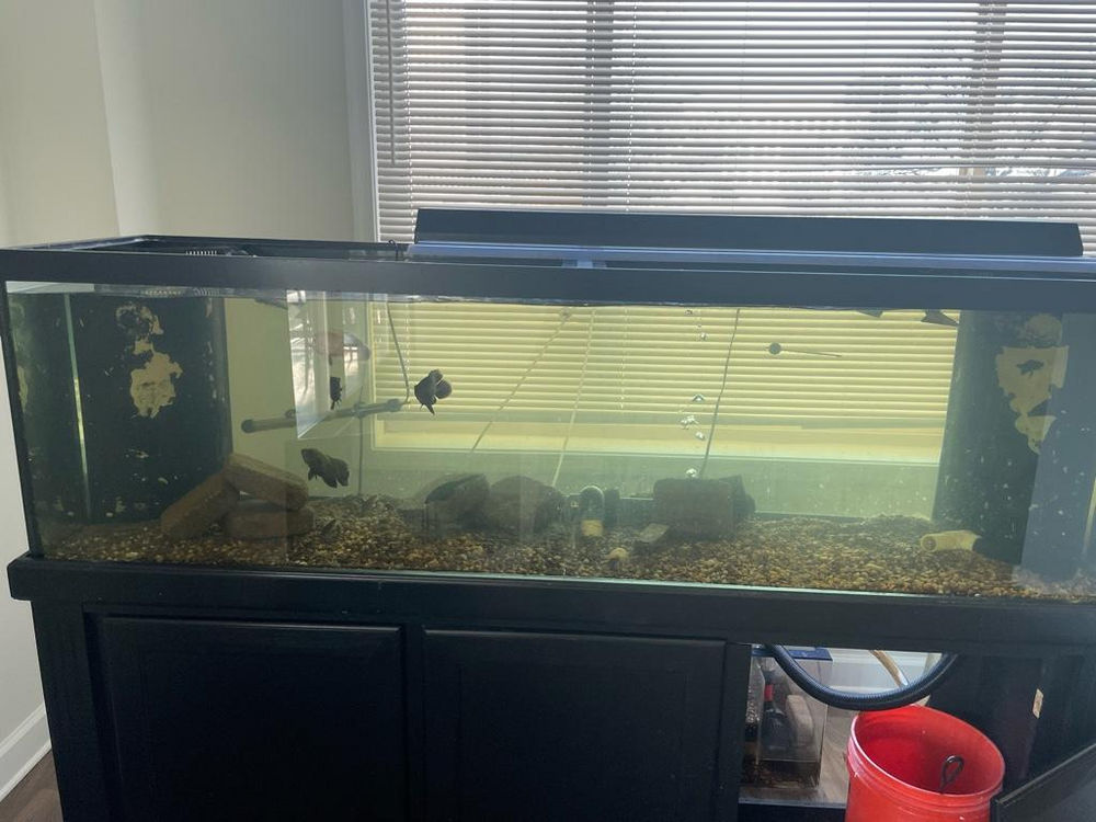 Fellow hobbyist forced to move - needs tank and fish gone this weekend ...