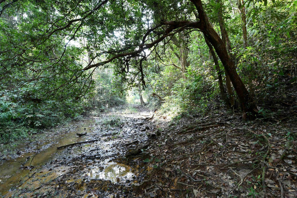 Singapore’s last freshwater swamp forest | History By Eisen