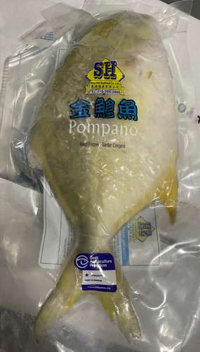 SH Golden Pompano 400/500 T40lbs (30-32) | Shiny Star Canada