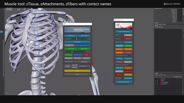Muscle creation process