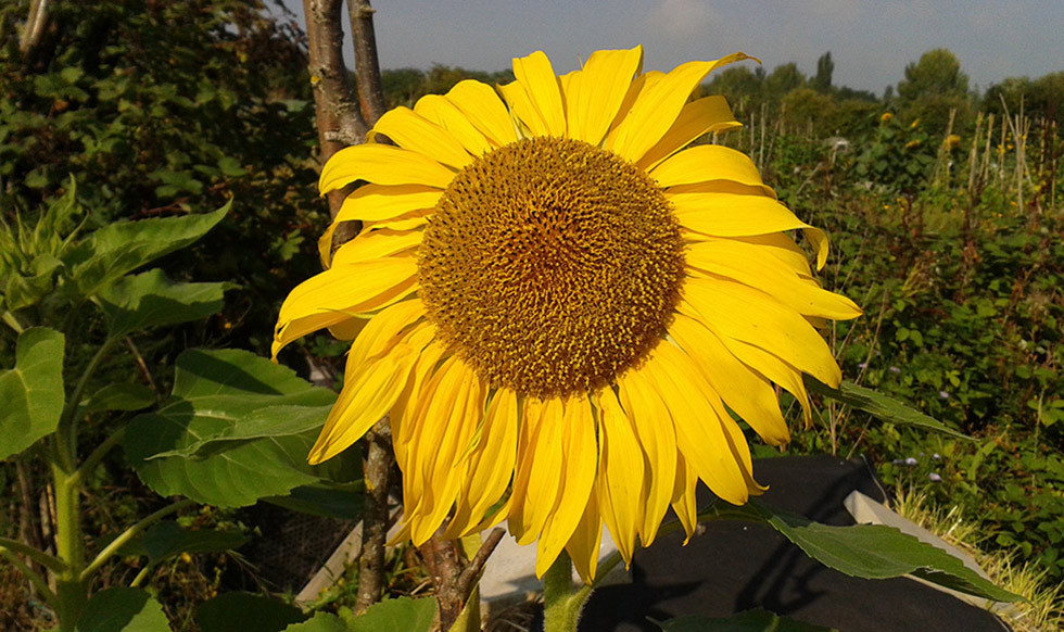 Biodynamic Craniosacral Therapy | Ally Stott - Oxfordshire