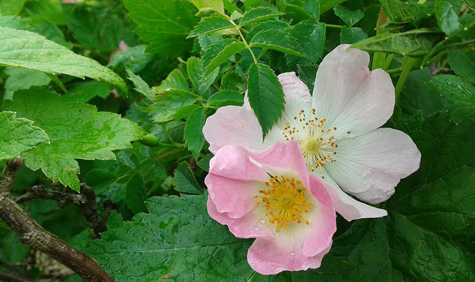 Spiritual Accompaniment | Ally Stott - Oxford