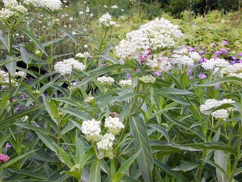 Milkweed - Swamp Milkweed 'Ice Ballet' - Asclepias incarnata | ACT