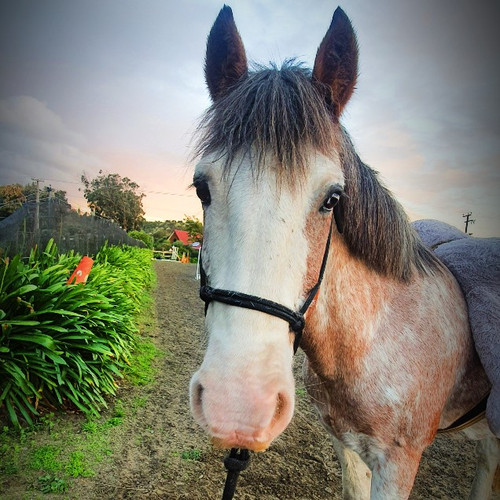 Nitro Ngati Bear | Nitro Equine