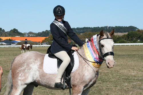 Nitro Ngati Bear | Nitro Equine | Jumping Pony NZ