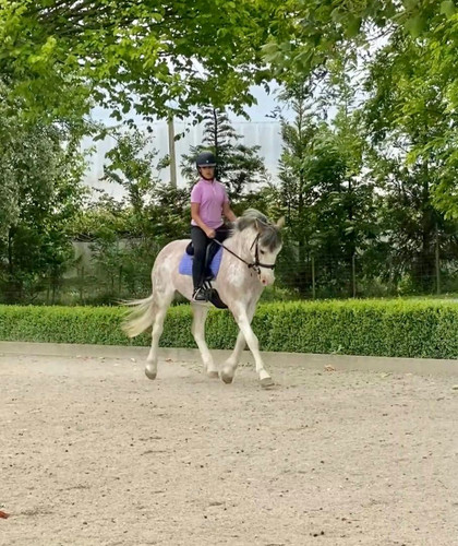 Nitro Ngati Bear | Nitro Equine | Jumping Pony NZ