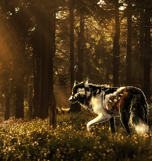 Wolf RPG Commissions | Amphi Studio