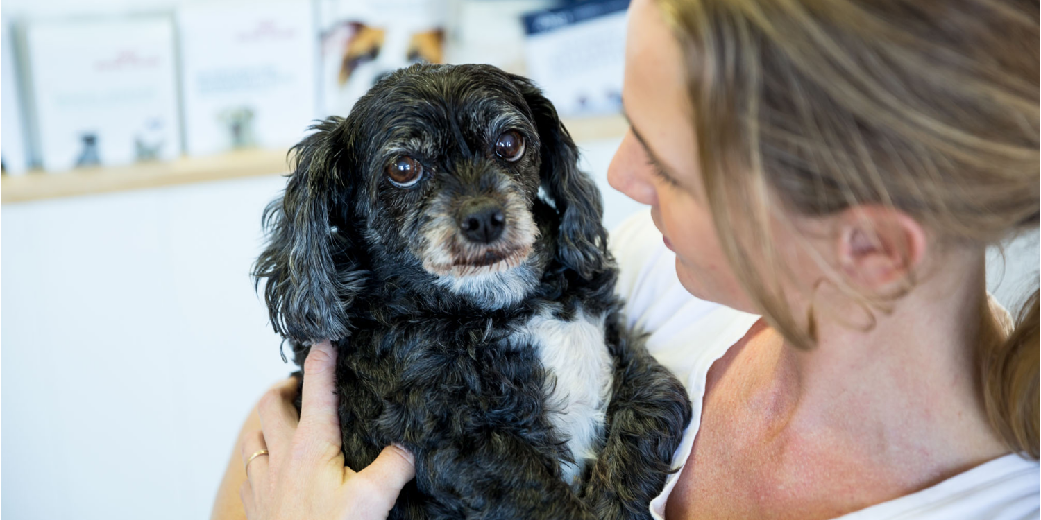 Welcome to Taringa Vet Surgery - conveniently located with parking