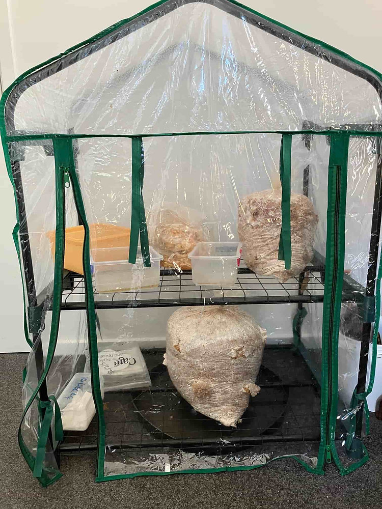 How to Grow Mushrooms in an indoor tent (NZ Guide)
