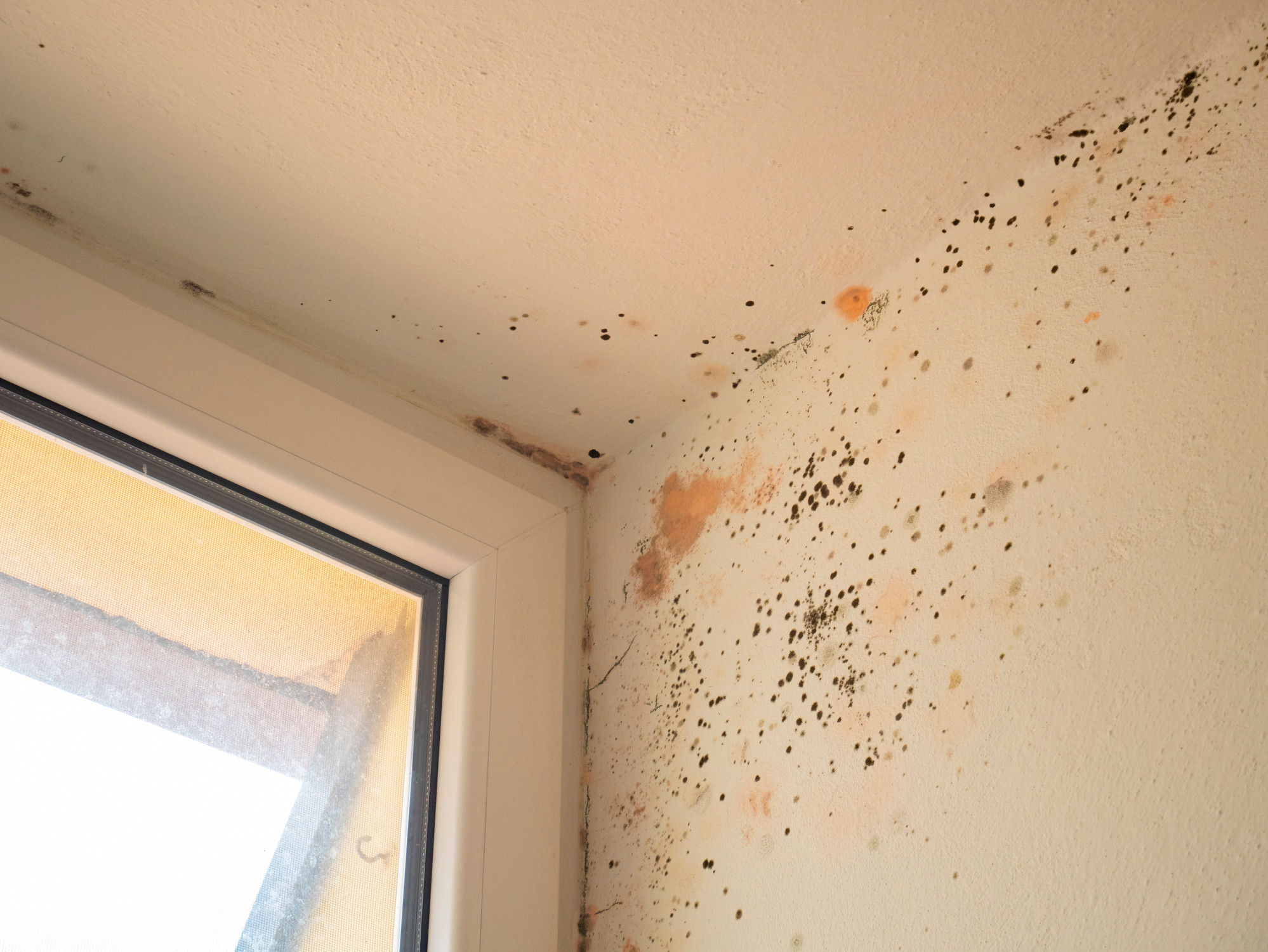 All Mold Colors Removal Near You in AR, FL, GA, IL, IN, MO, OK & TN ...