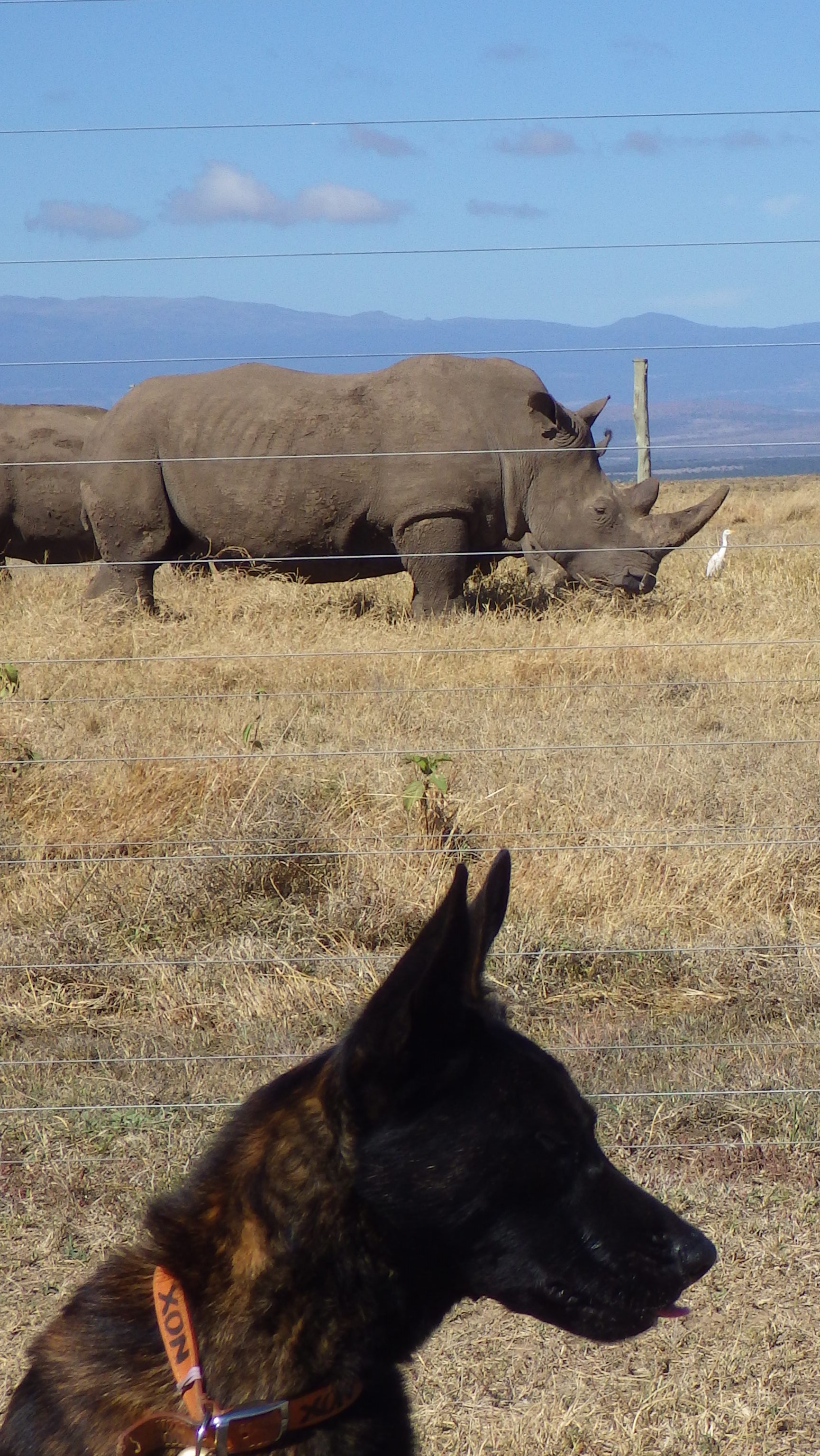 Anti Poaching Dogs Chuilexi Conservancy Niassa