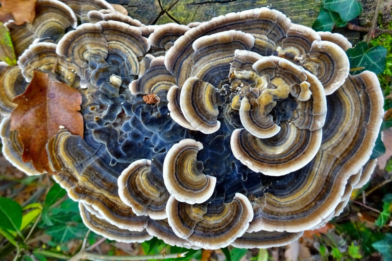 Els secrets del bosc, els bolets